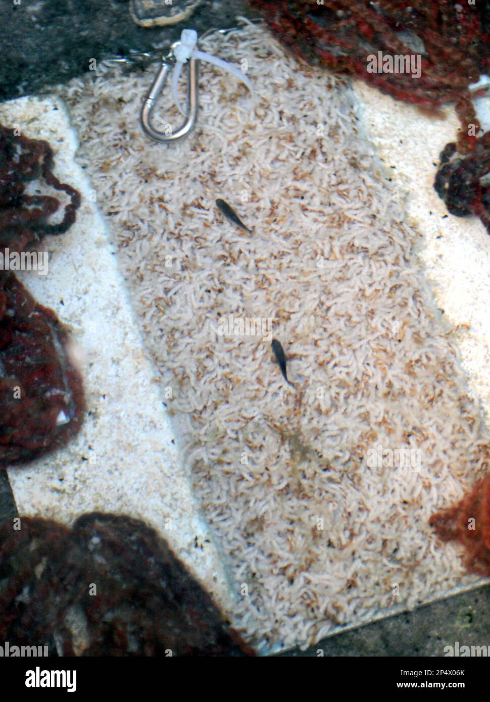 Two Devil's Hole pupfish swim over a spawning mat at their Devil's Hole ...