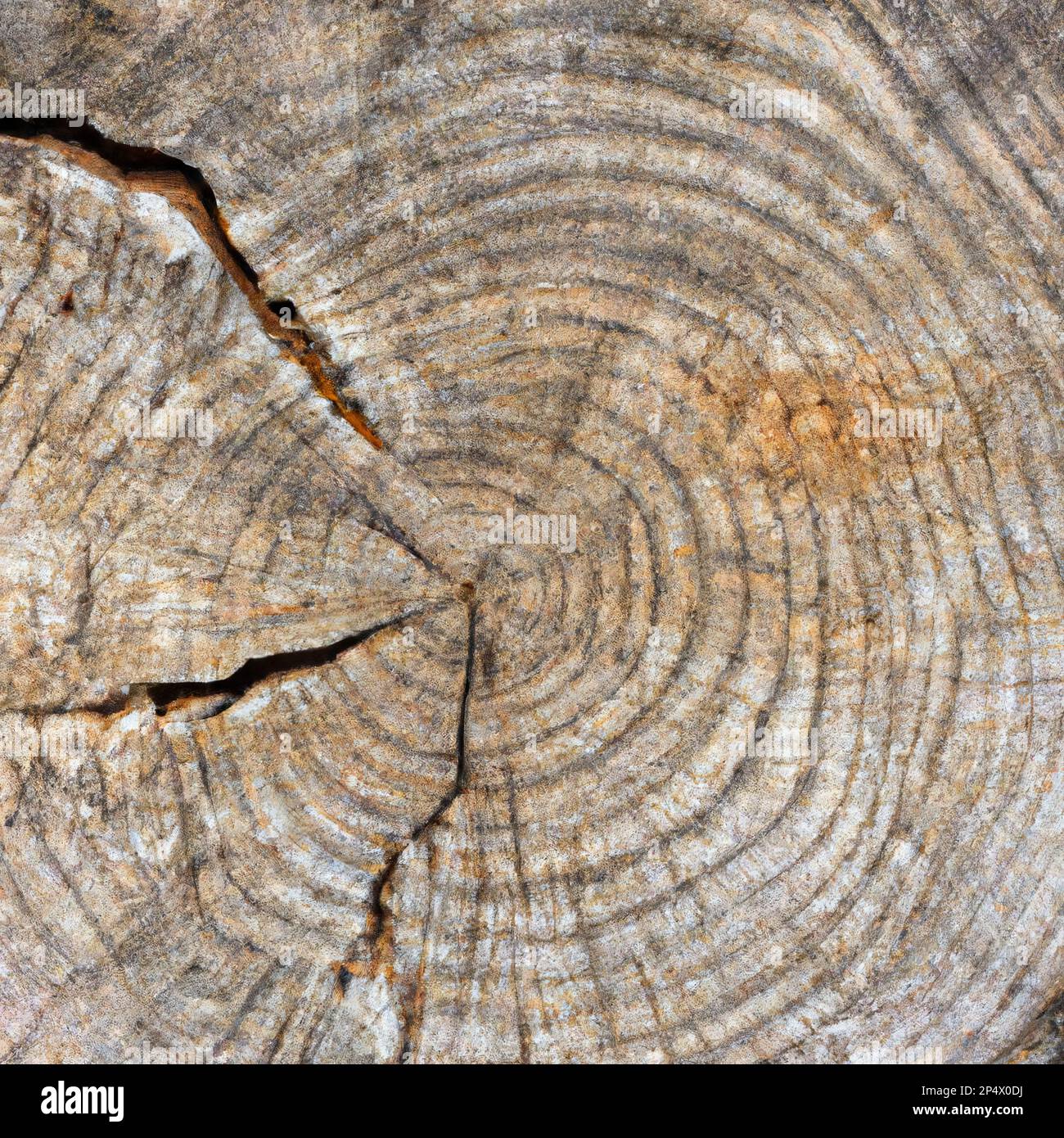 texture cut of old wood transverse Stock Photo - Alamy