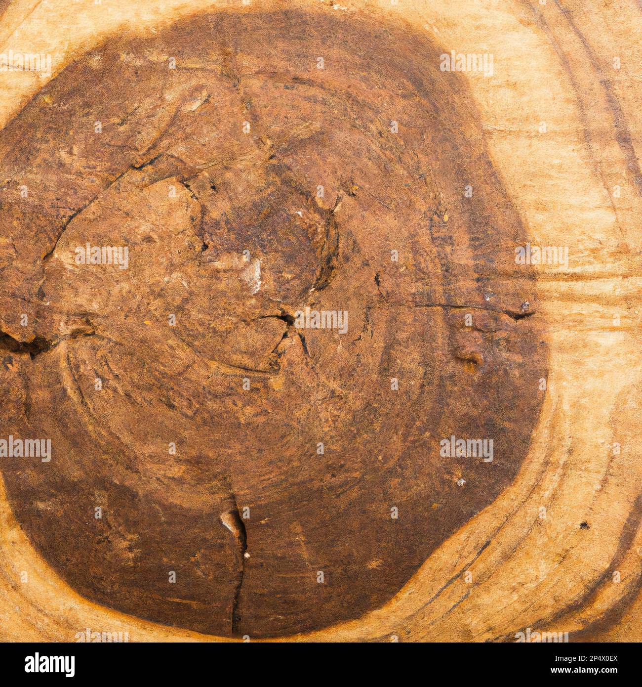 texture cut of old wood transverse Stock Photo - Alamy
