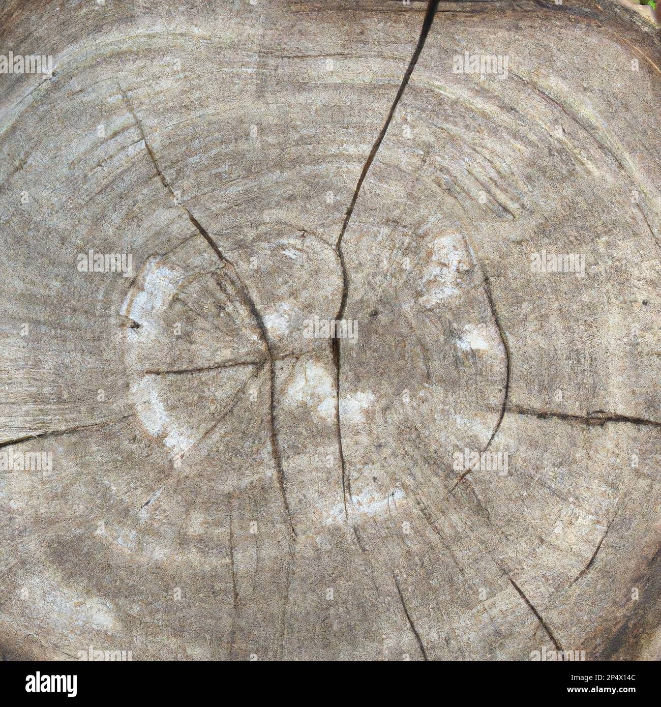 texture cut of old wood transverse Stock Photo - Alamy