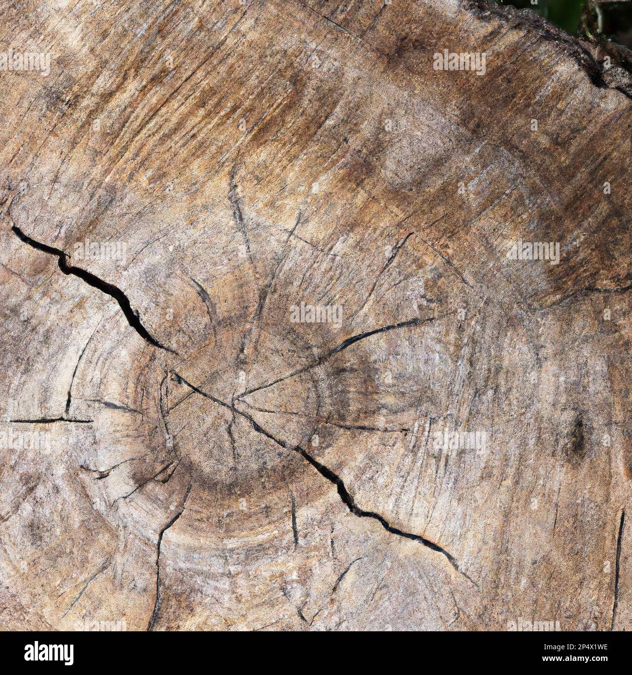 texture cut of old wood transverse Stock Photo - Alamy