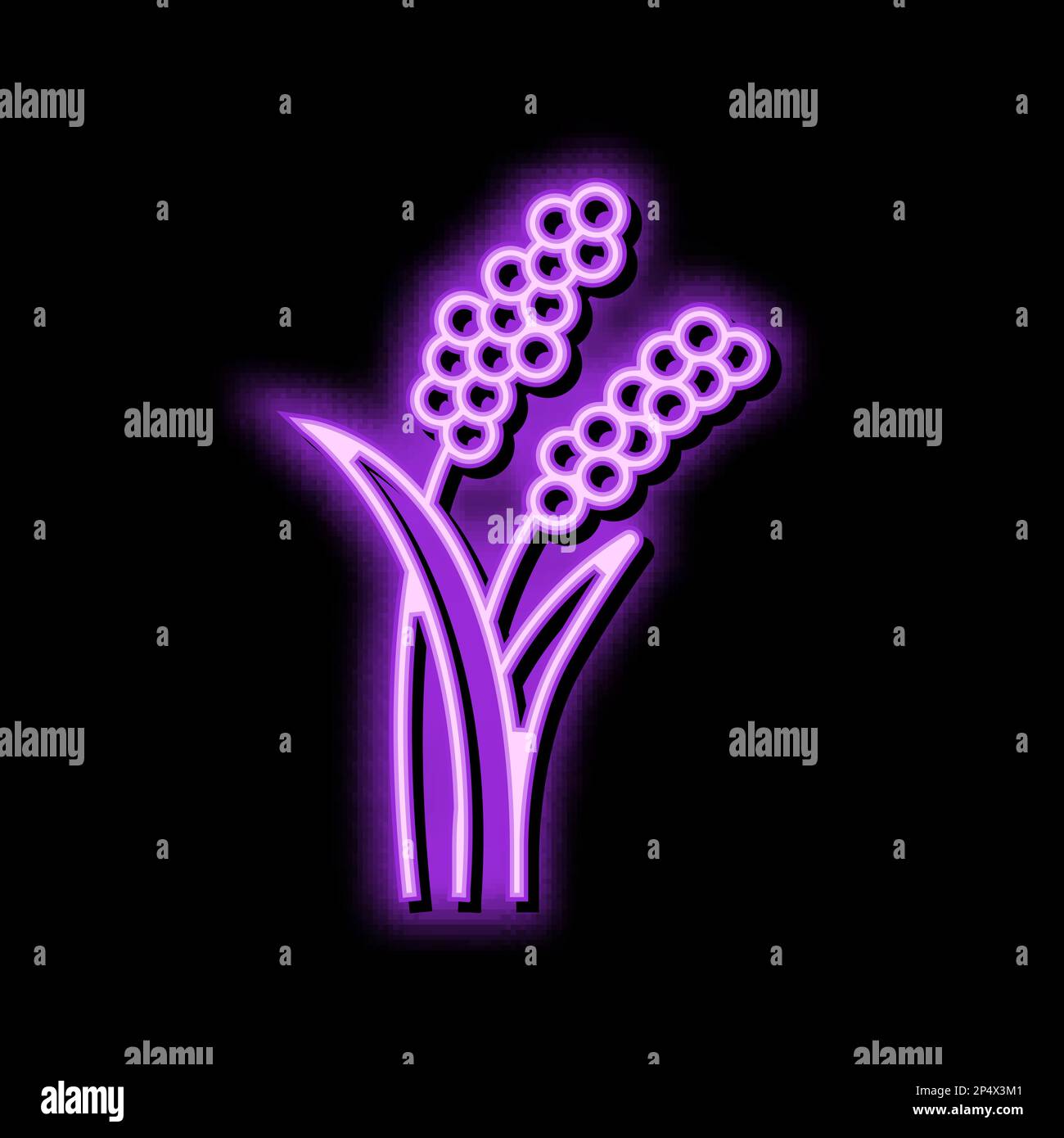 millet plant food neon glow icon illustration Stock Vector Image & Art ...