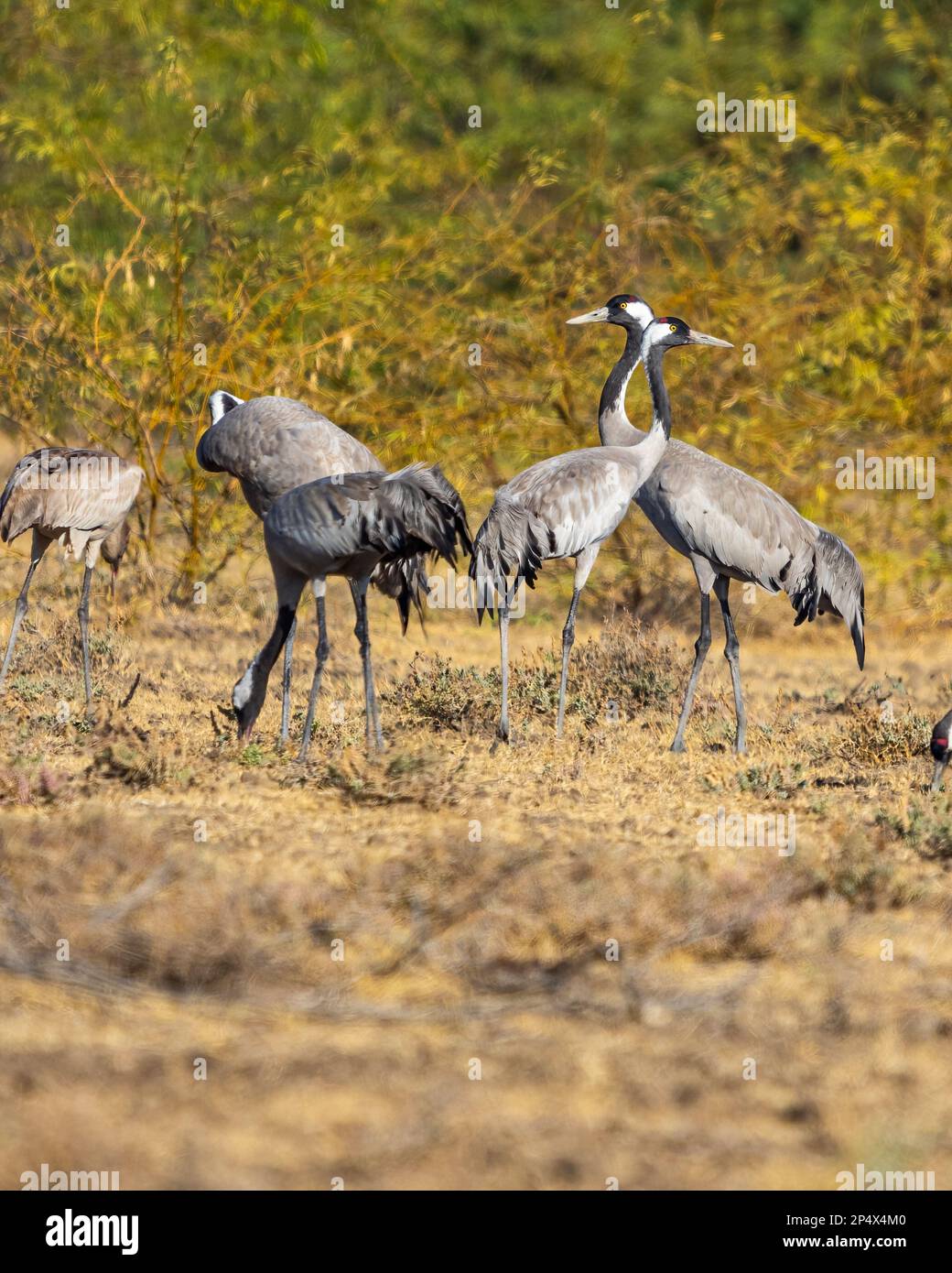 Group common cranes hi-res stock photography and images - Alamy