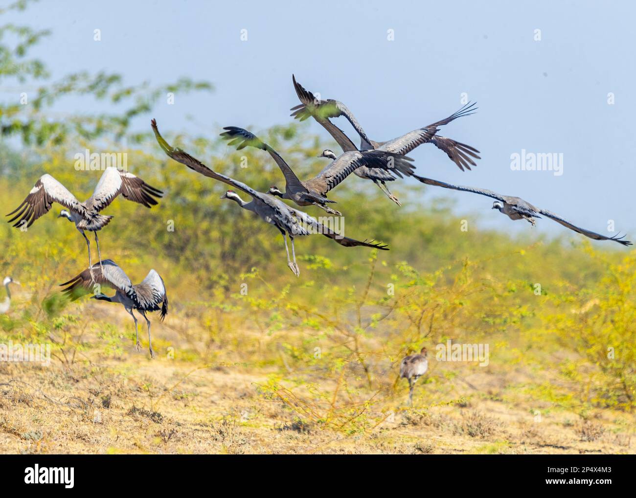A flock of Common cranes in flight Stock Photo - Alamy