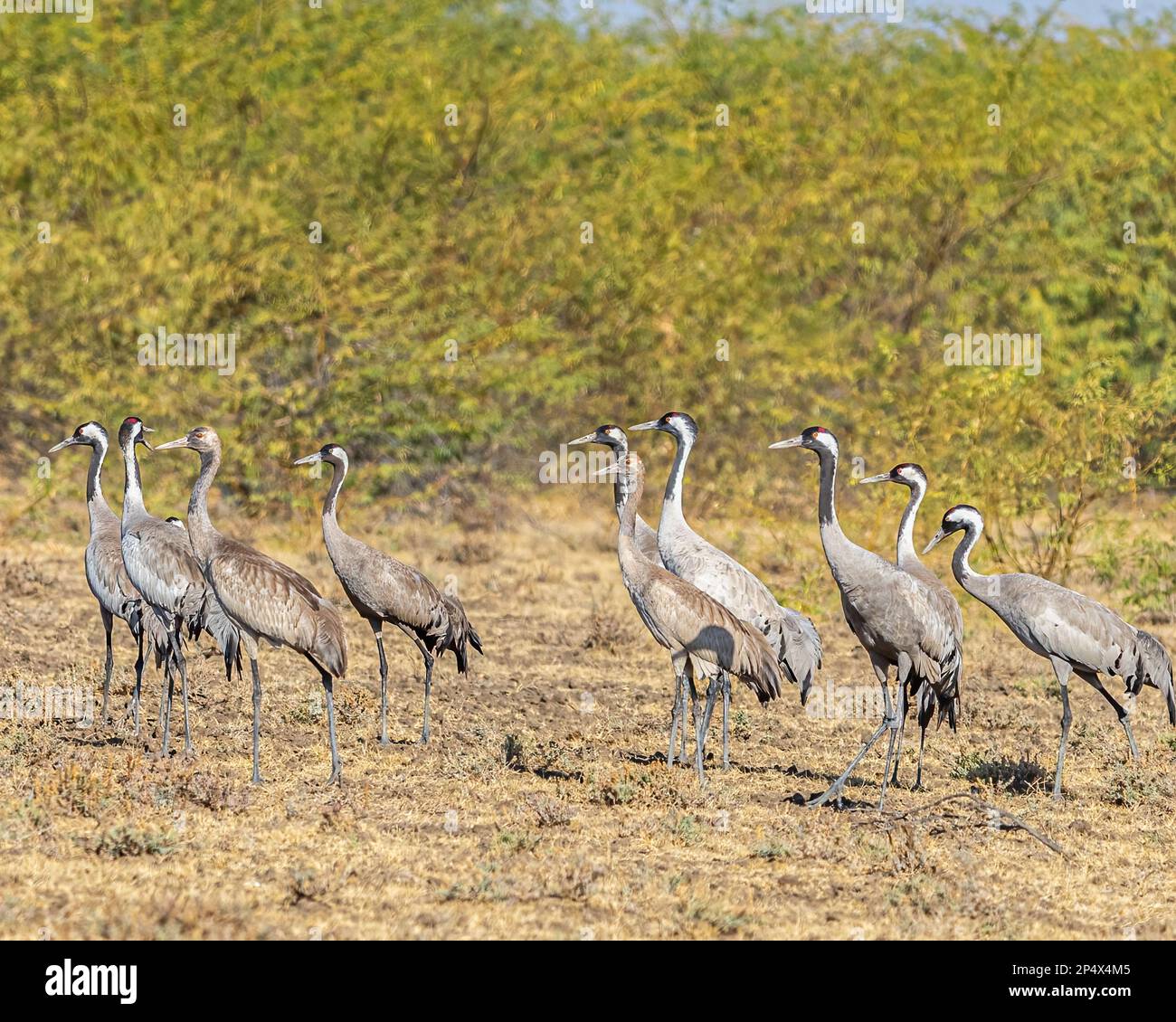 A flock of cranes hi-res stock photography and images - Alamy