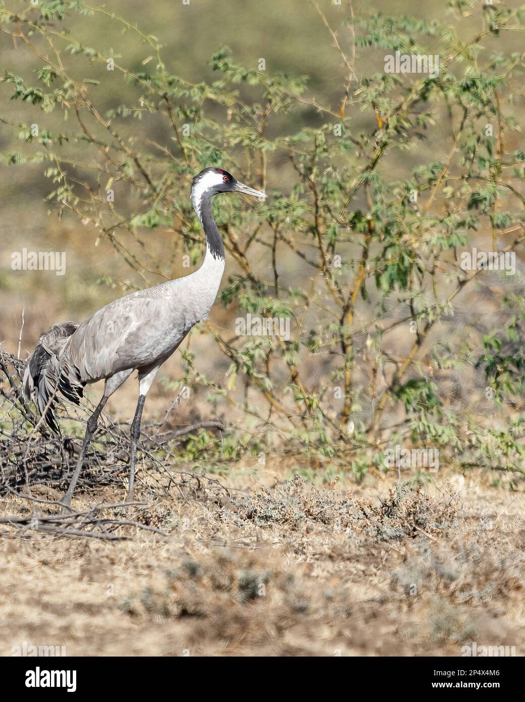 Common crane walking in hi-res stock photography and images - Alamy