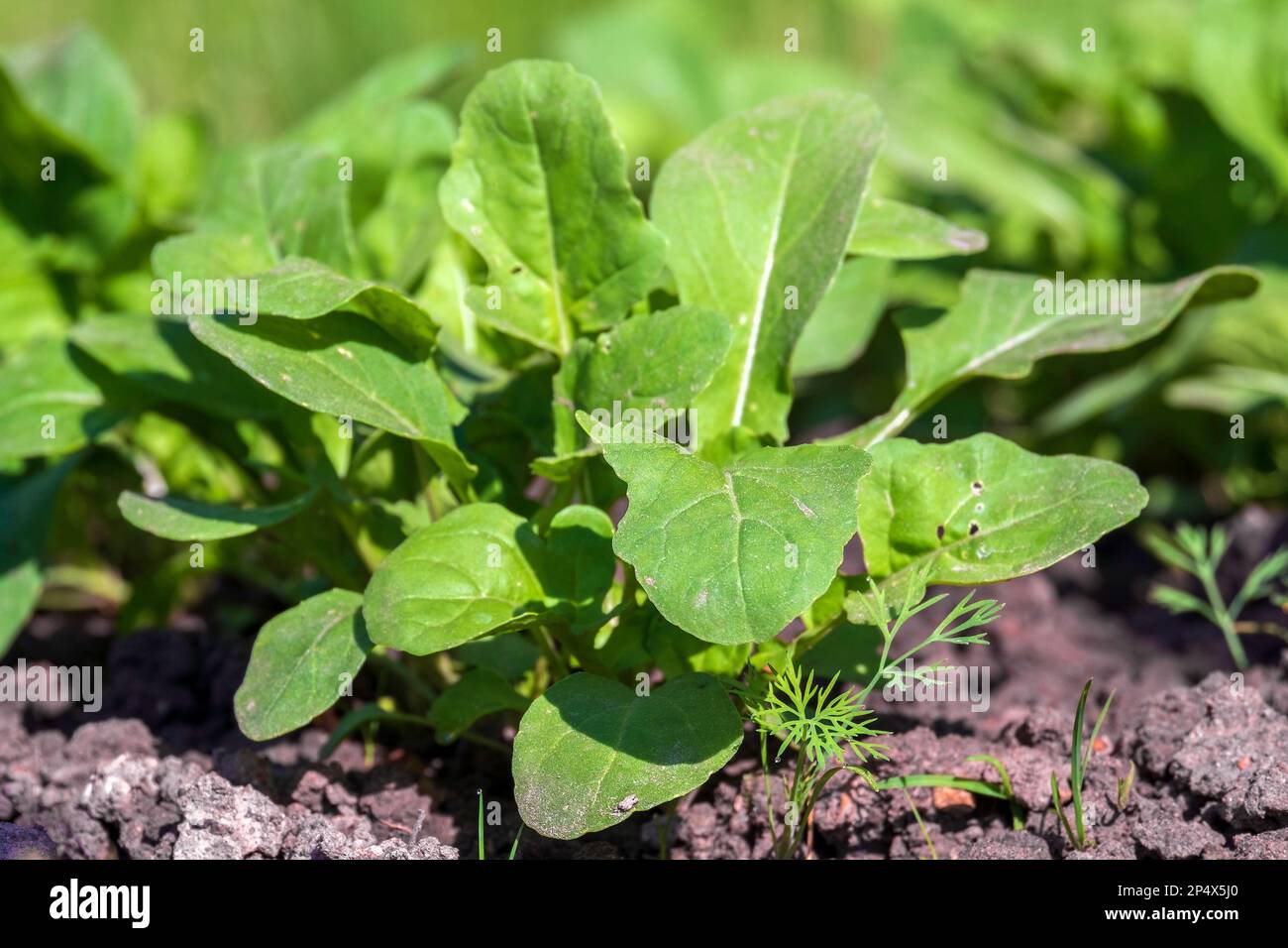 Rocket plant hi-res stock photography and images - Alamy