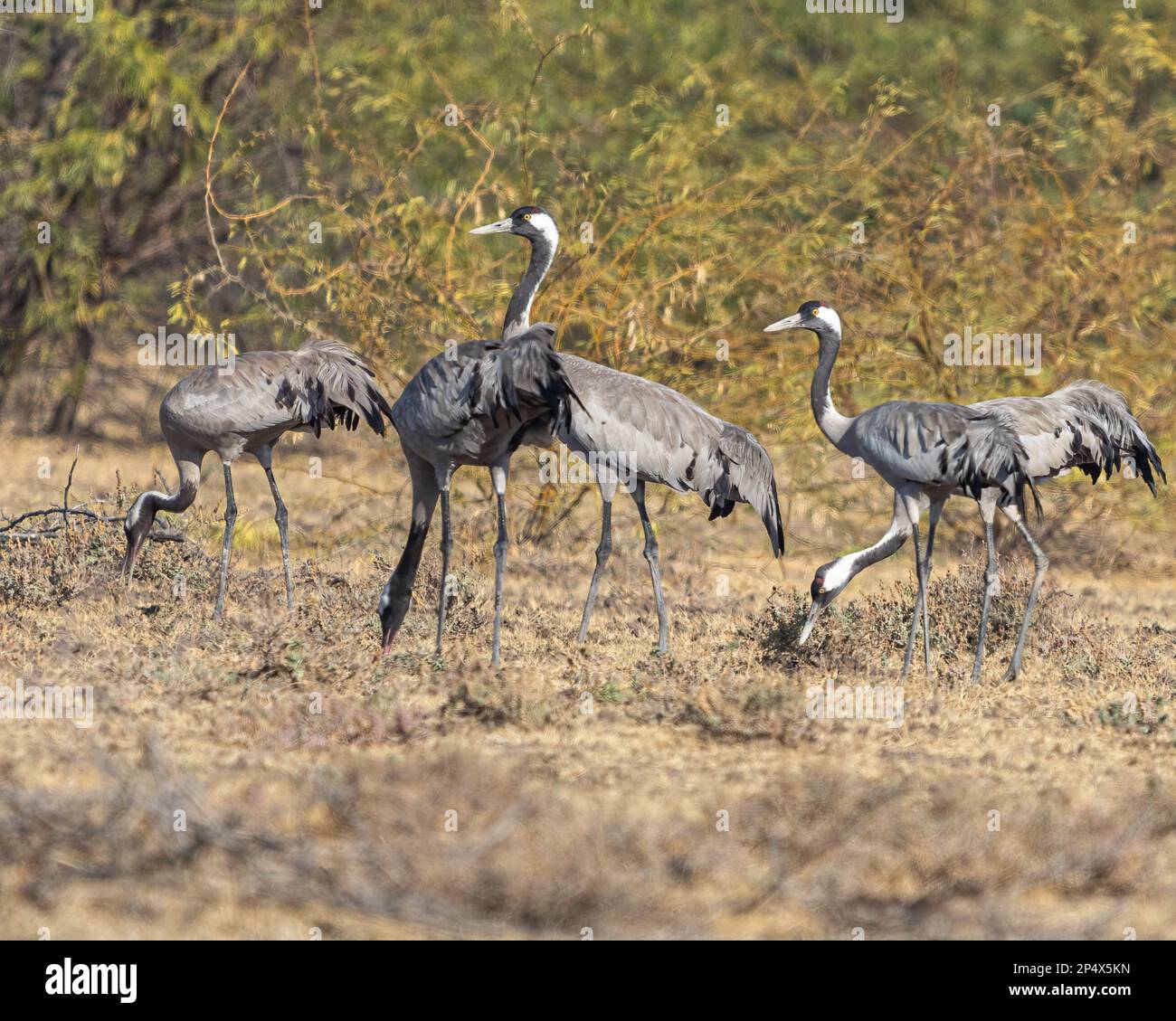 Group flying crowned cranes hi-res stock photography and images - Alamy