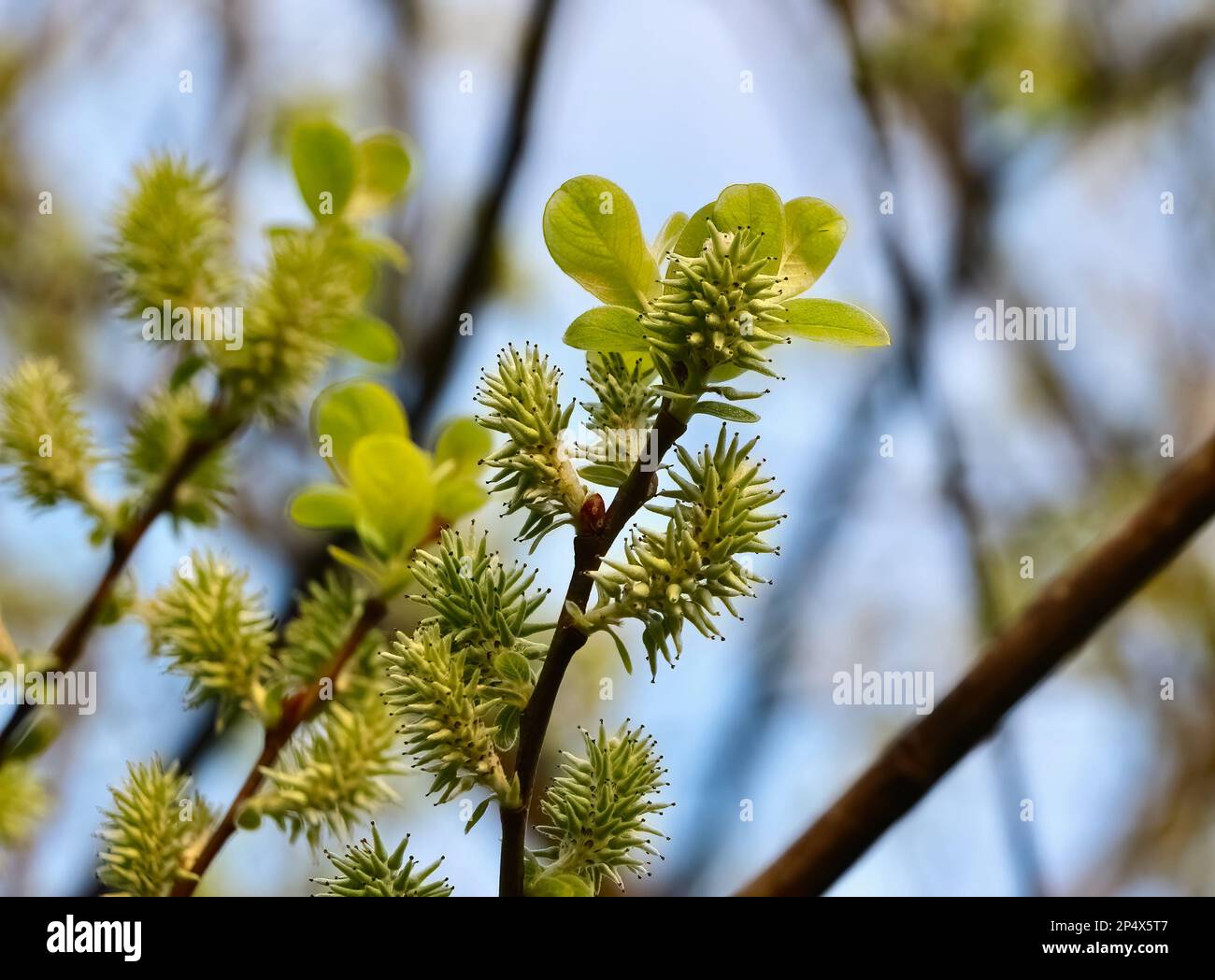 Early spring growth on a Salix tarraconensis willow tree Stock Photo ...