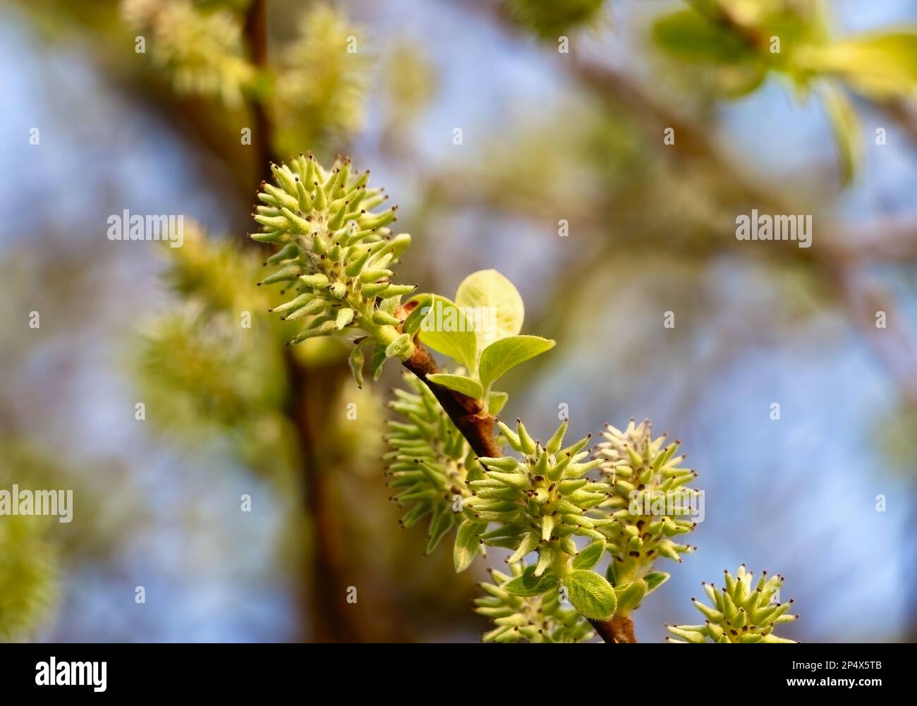 Early spring growth on a Salix tarraconensis willow tree Stock Photo ...