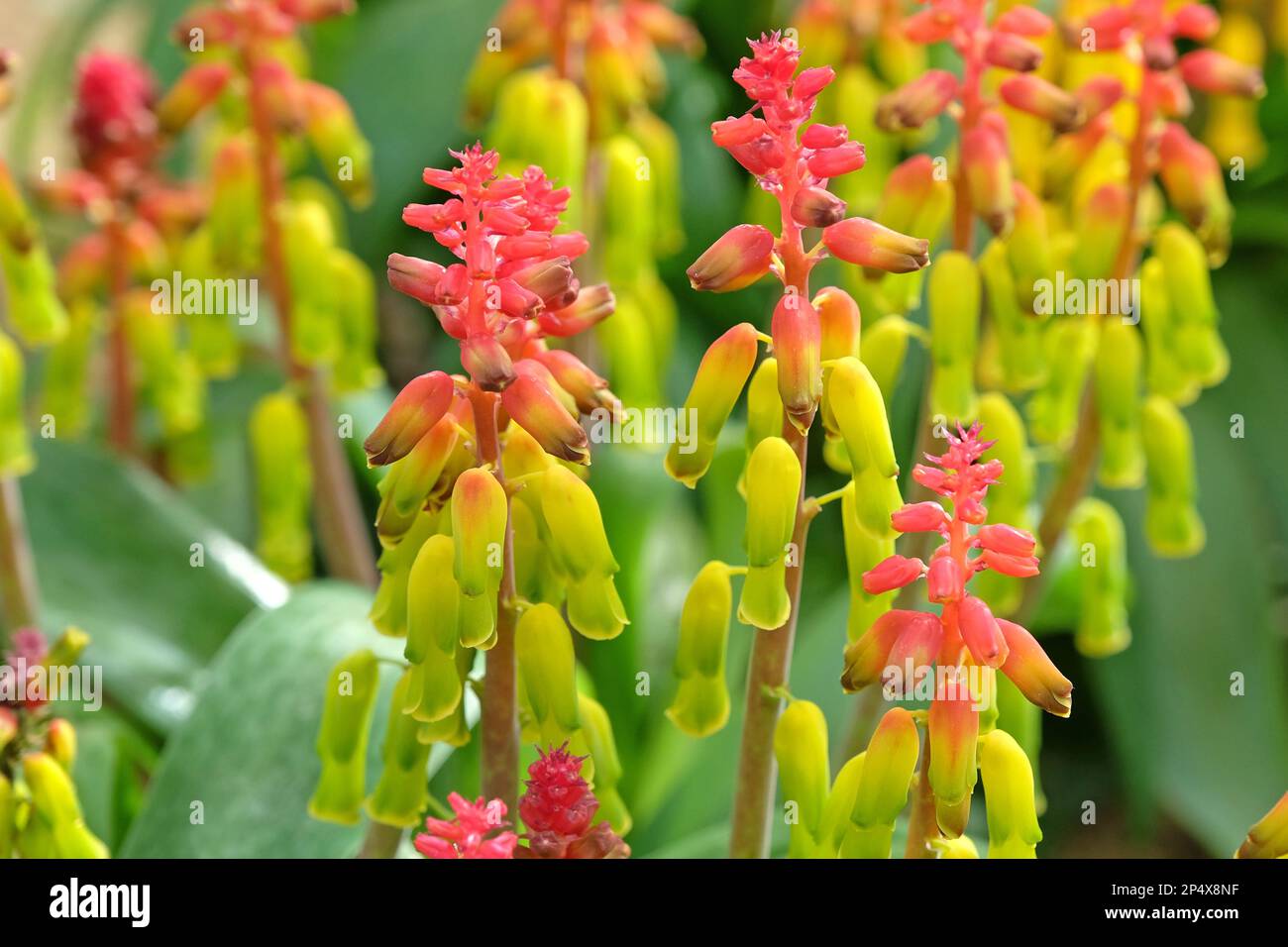 Red lachenalia hi-res stock photography and images - Alamy