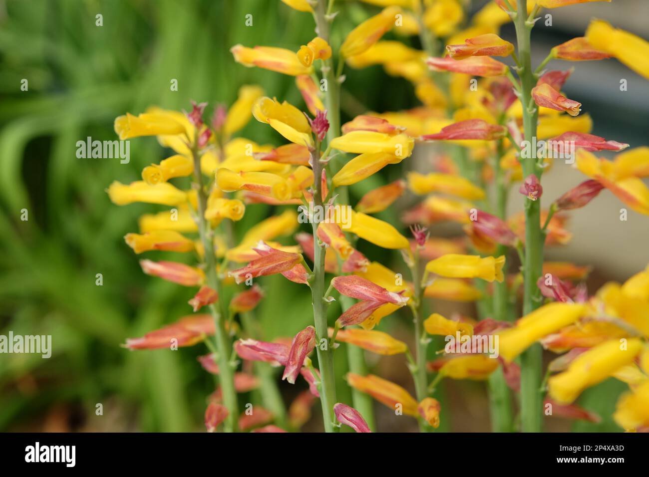 Cape cowslip lachenalia tricolor hi-res stock photography and images - Alamy