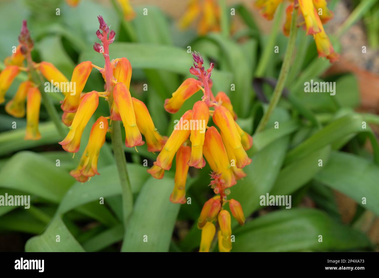 Lachenalia tricolor Frangie or cape cowslip, in flower Stock Photo - Alamy