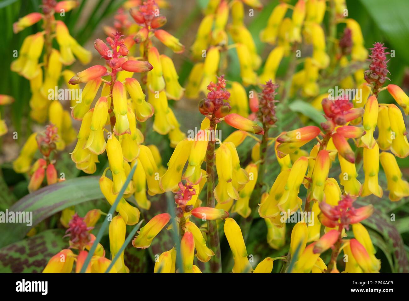 Lachenalia tricolor Frangie or cape cowslip, in flower Stock Photo - Alamy