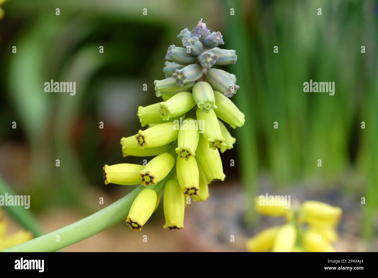 Muscari macrocarpum 'Golden Fragrance' in flower Stock Photo - Alamy