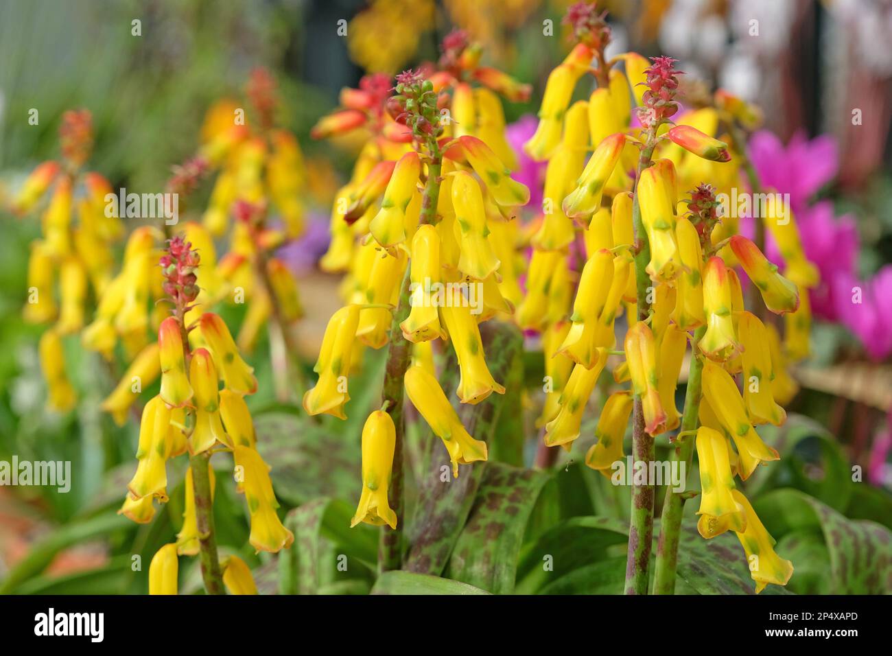 Lachenalia tricolor Frangie or cape cowslip, in flower Stock Photo - Alamy