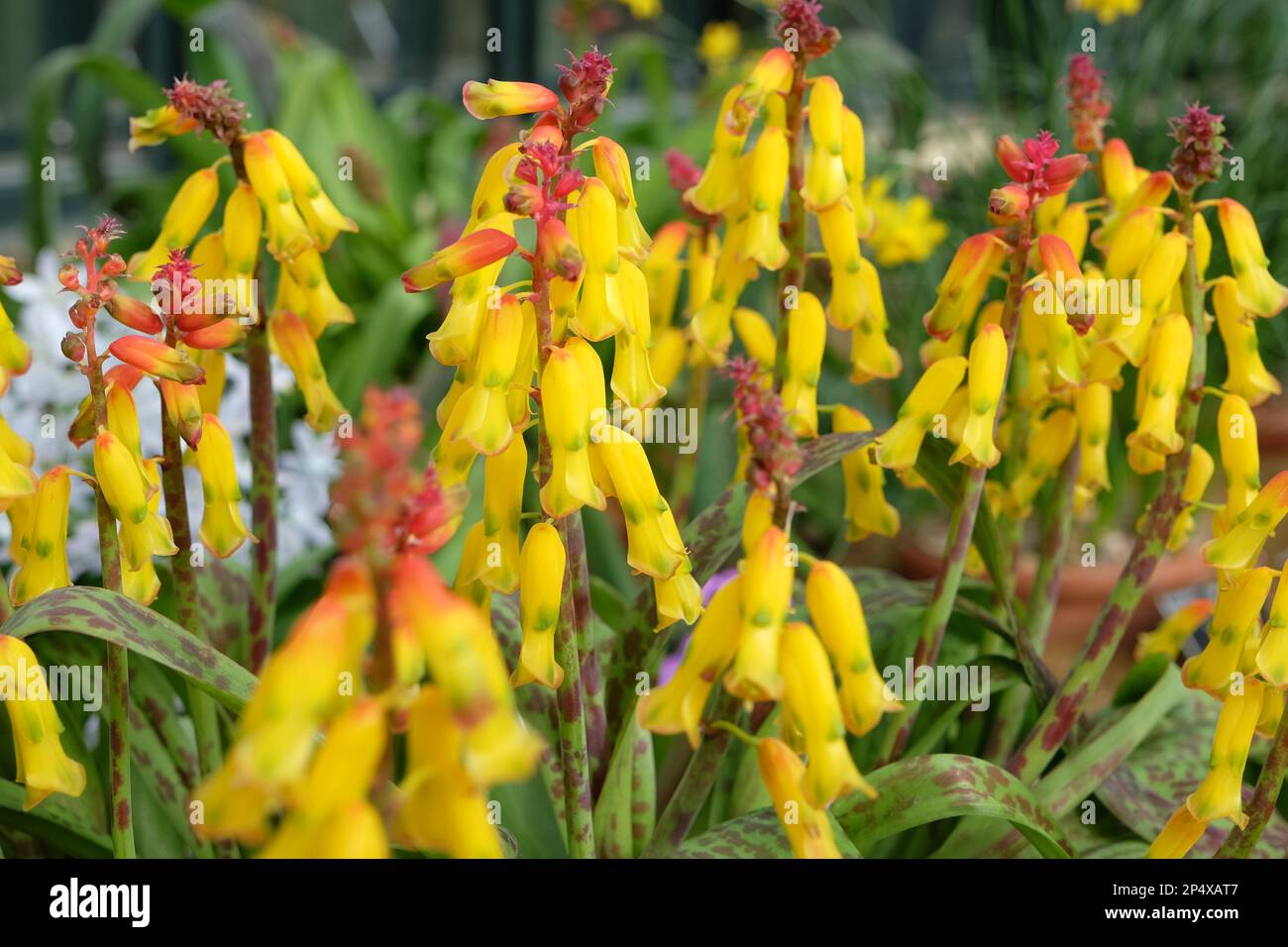Lachenalia tricolor hi-res stock photography and images - Alamy