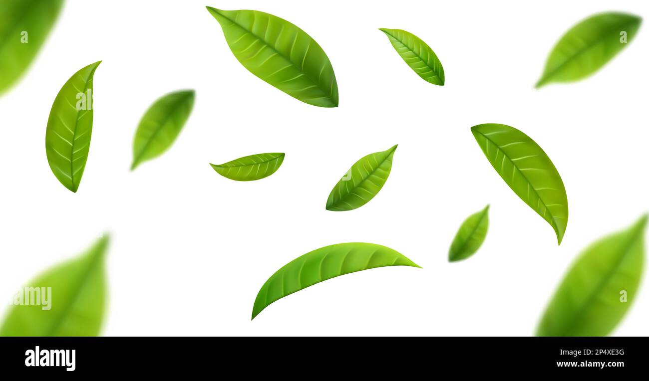 Green tea banner realistic Stock Vector Images - Alamy