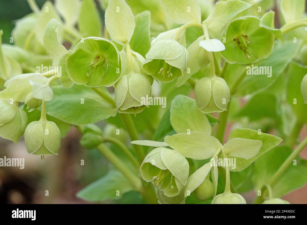 Yellow wilgenbroek hi-res stock photography and images - Alamy