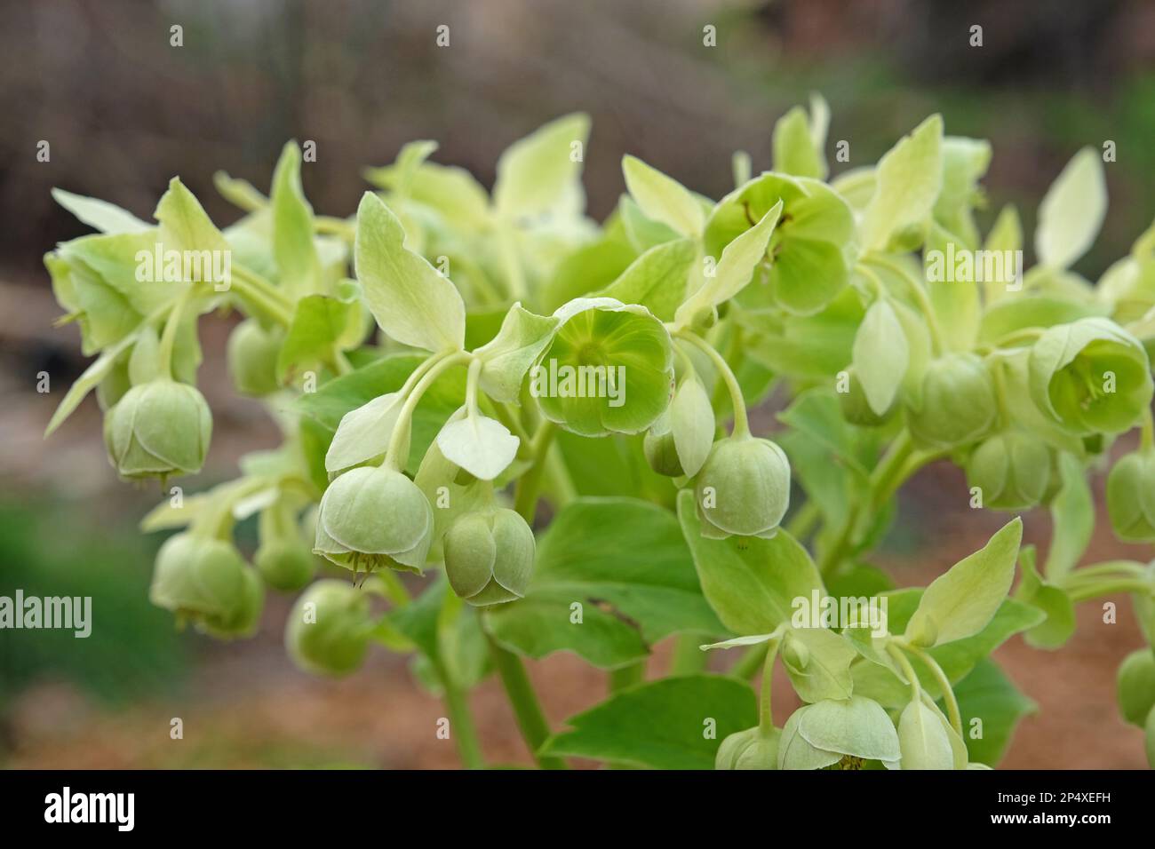 Yellow wilgenbroek hi-res stock photography and images - Alamy