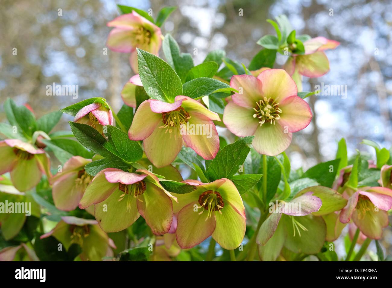 Cream and pink hellebores hi-res stock photography and images - Alamy