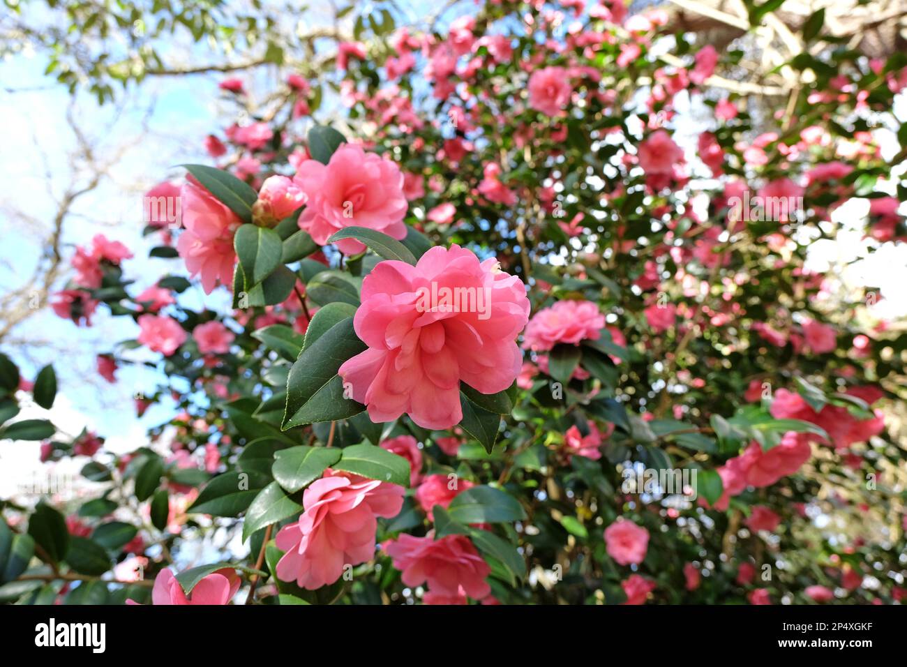 Double Camellia 'Water Lily in flower Stock Photo - Alamy