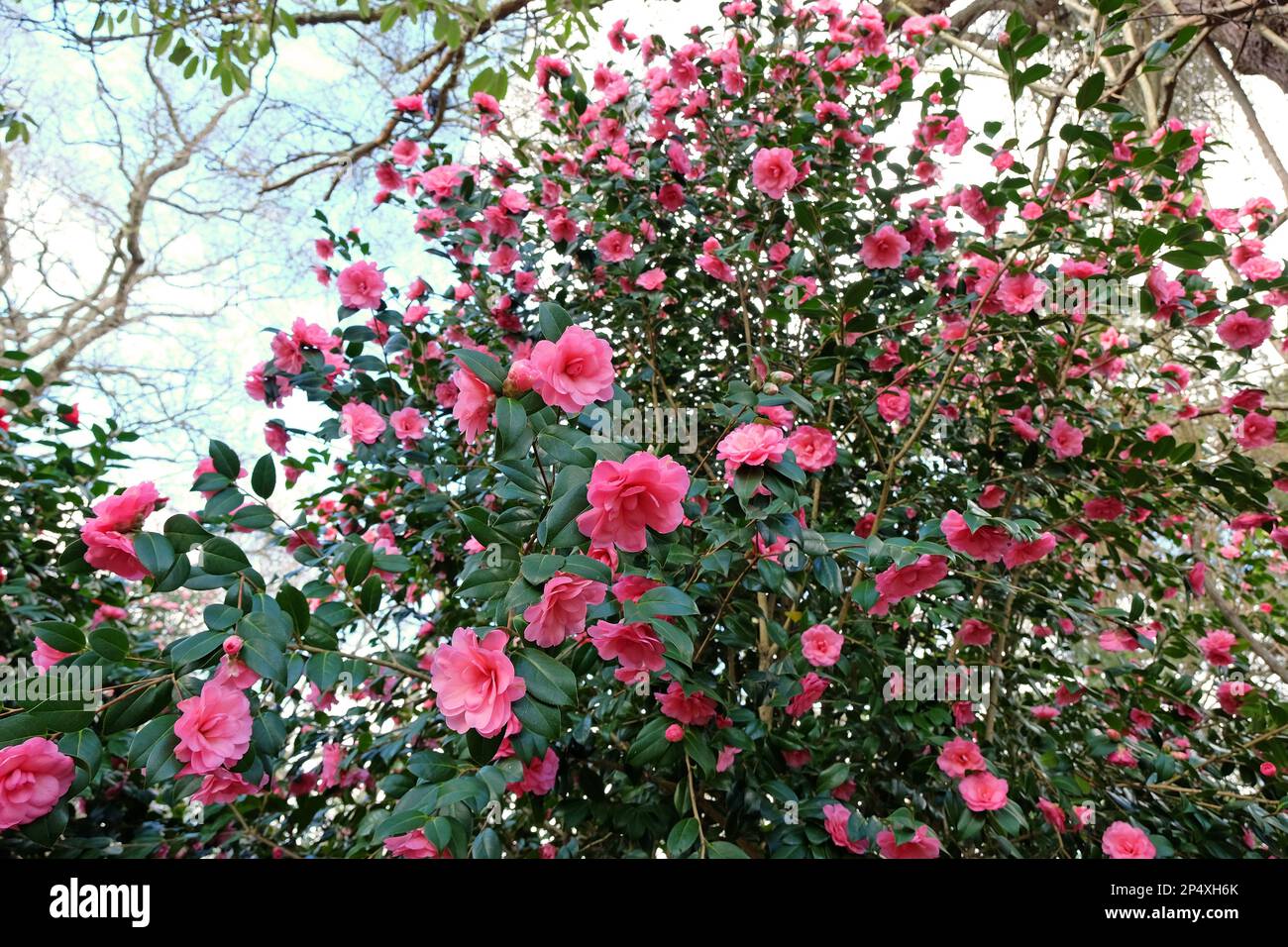 Double Camellia 'Water Lily in flower Stock Photo - Alamy