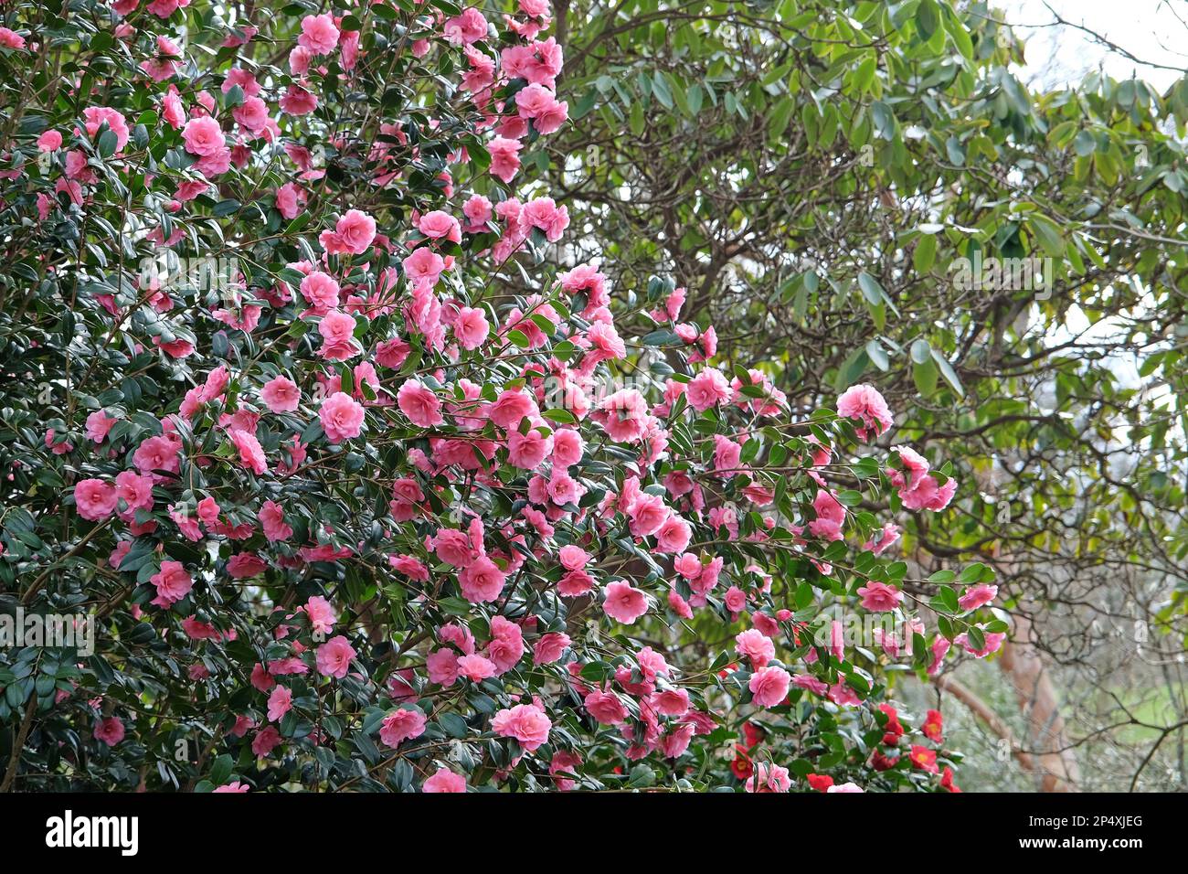 Double Camellia 'Water Lily in flower Stock Photo - Alamy