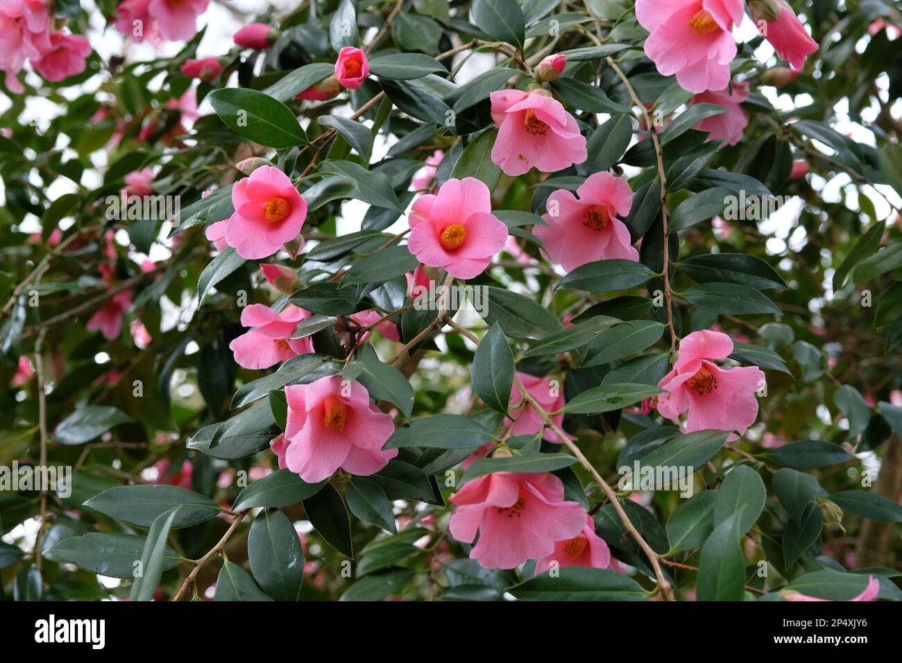 Single bow hi-res stock photography and images - Alamy