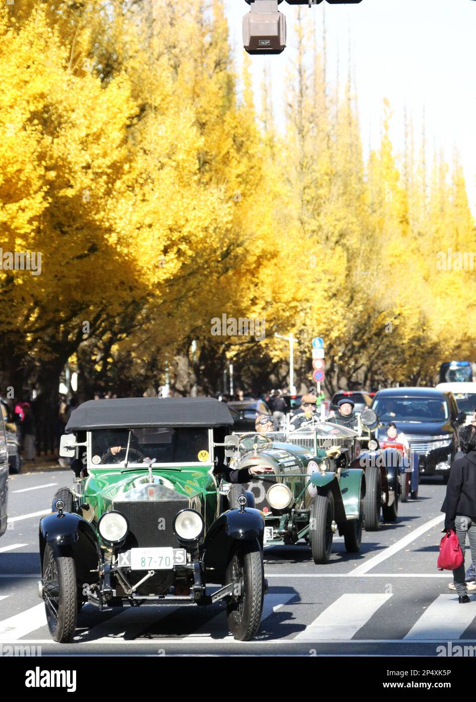 A hundred of classic cars parade along the avenue of ginko autumn trees ...