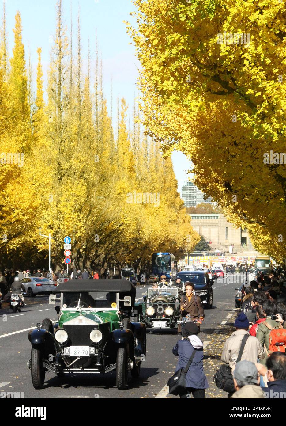 A hundred of classic cars parade along the avenue of ginko autumn trees ...