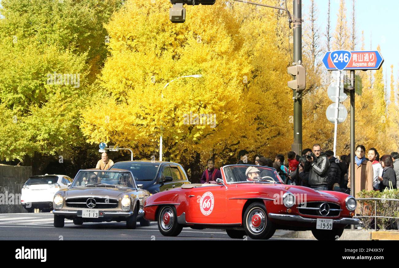 A hundred of classic cars parade along the avenue of ginko autumn trees ...