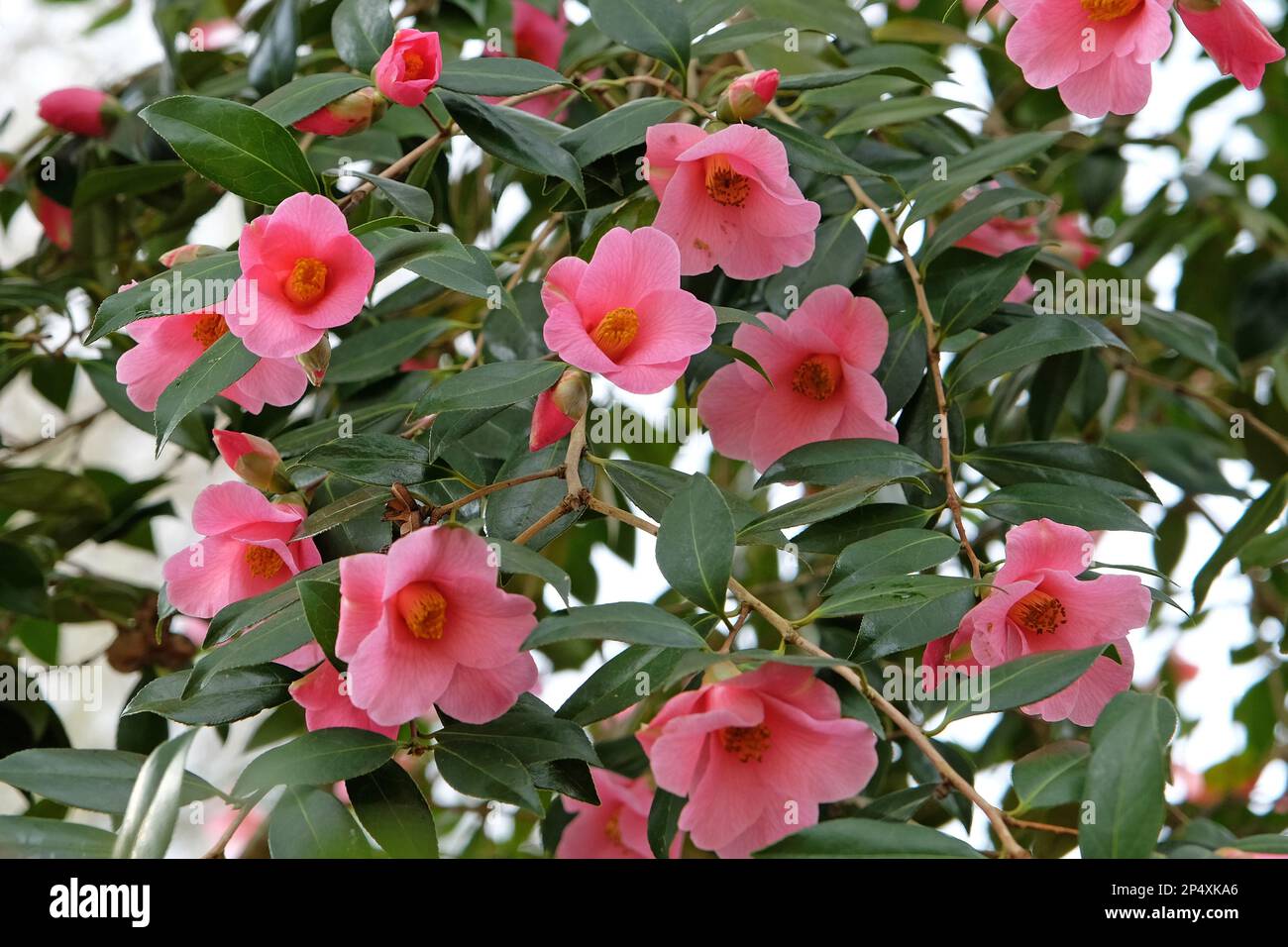 Bow bells hi-res stock photography and images - Alamy