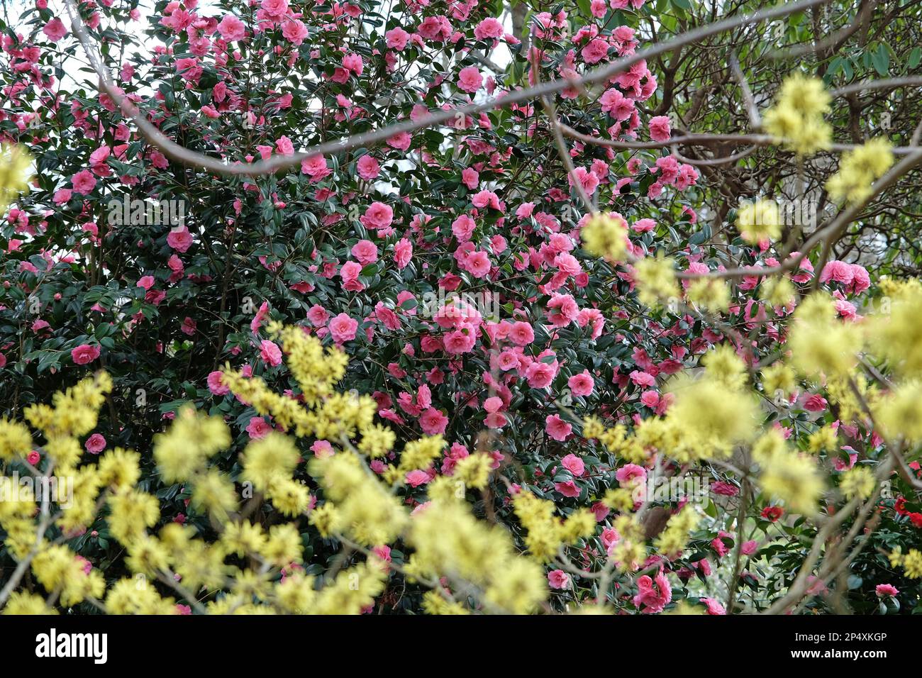 Double Camellia 'Water Lily in flower Stock Photo - Alamy