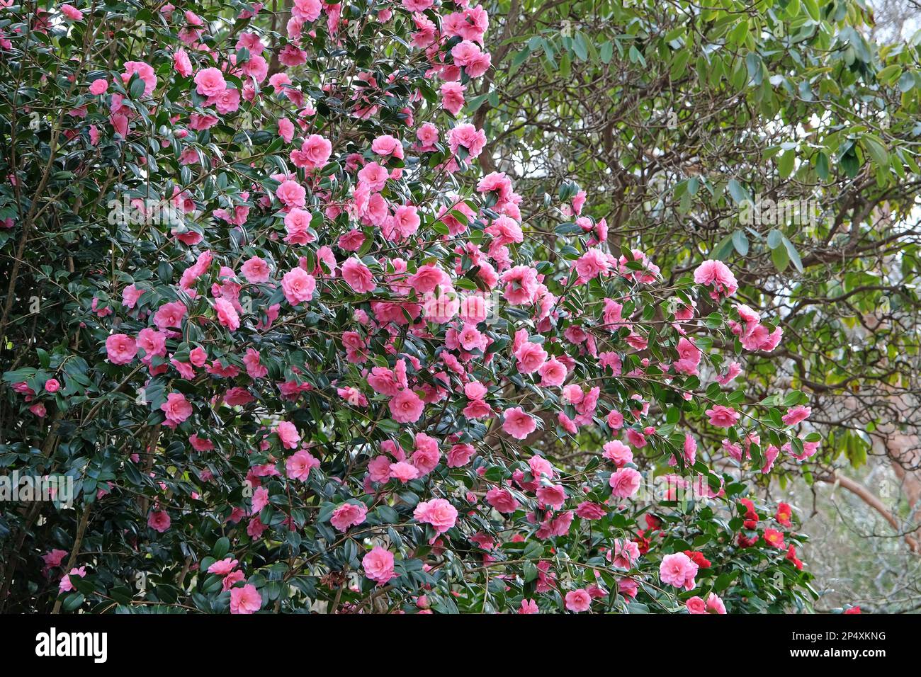 Double Camellia 'Water Lily in flower Stock Photo - Alamy