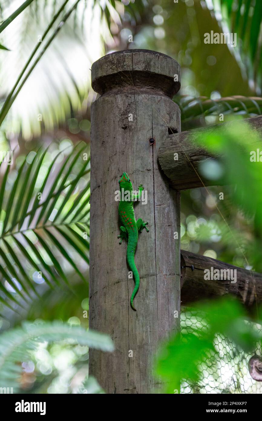 Mauritius lizard hi-res stock photography and images - Alamy