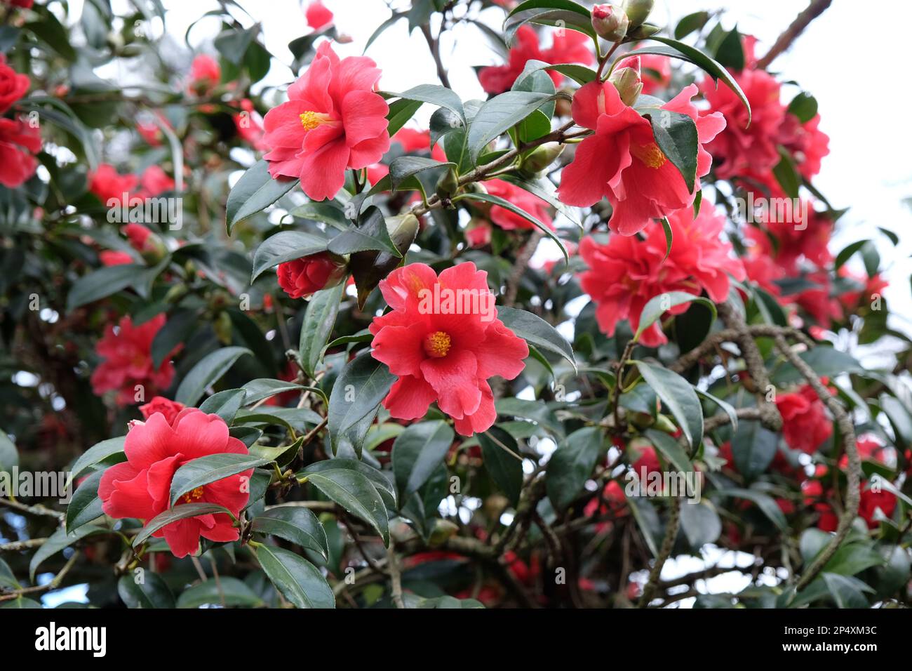 Camellia freedom bell hi-res stock photography and images - Alamy