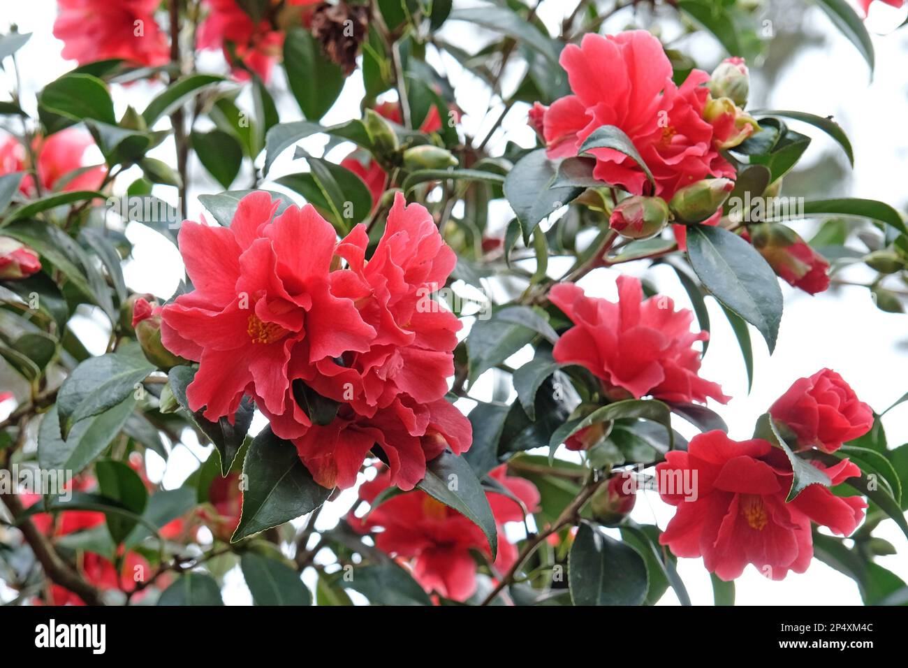 Camellia freedom bell hi-res stock photography and images - Alamy