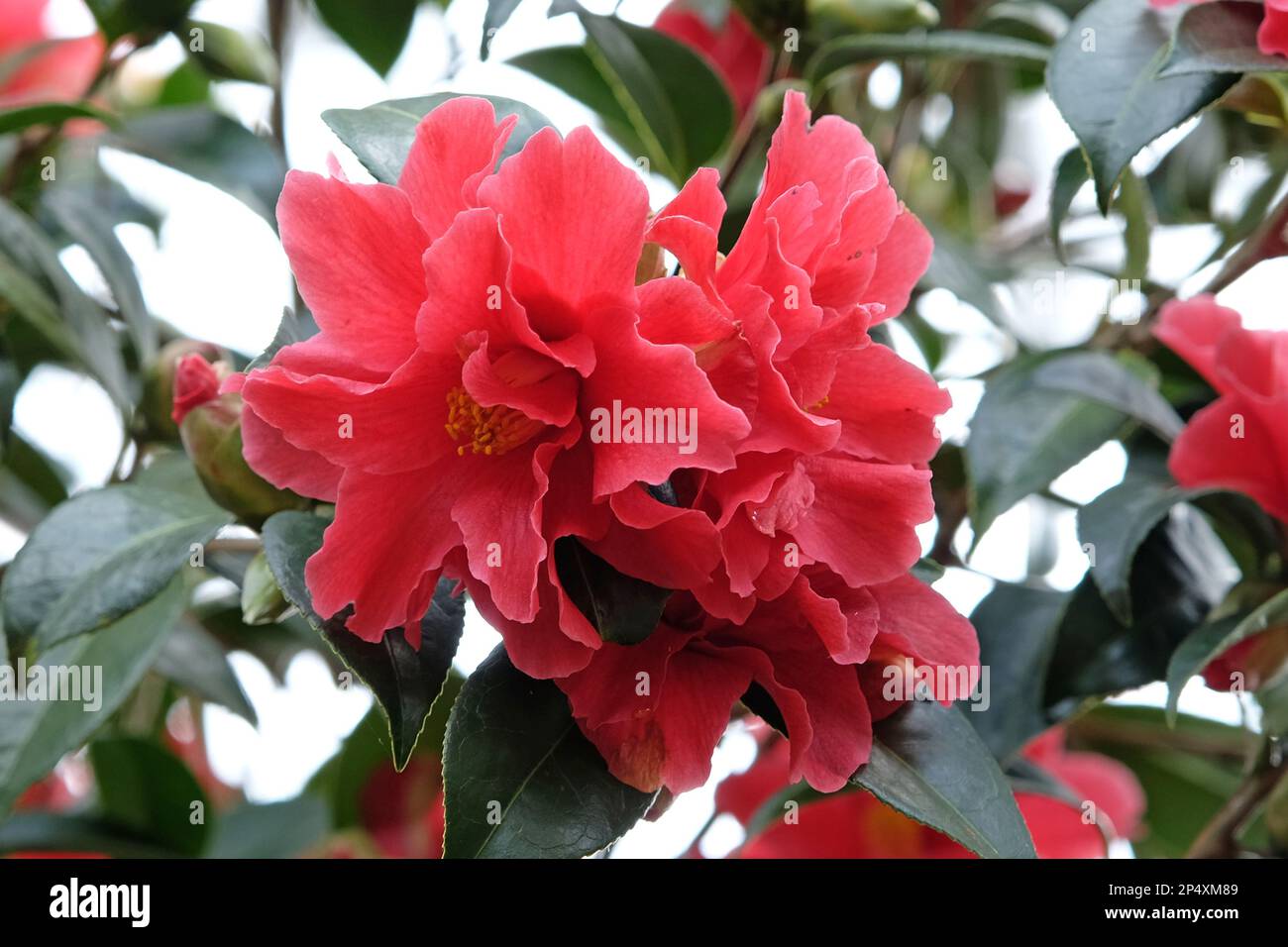 Single Camellia 'Freedom Bell' in flower Stock Photo - Alamy