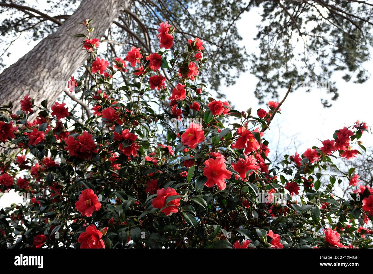 Single Camellia 'Freedom Bell' in flower Stock Photo - Alamy