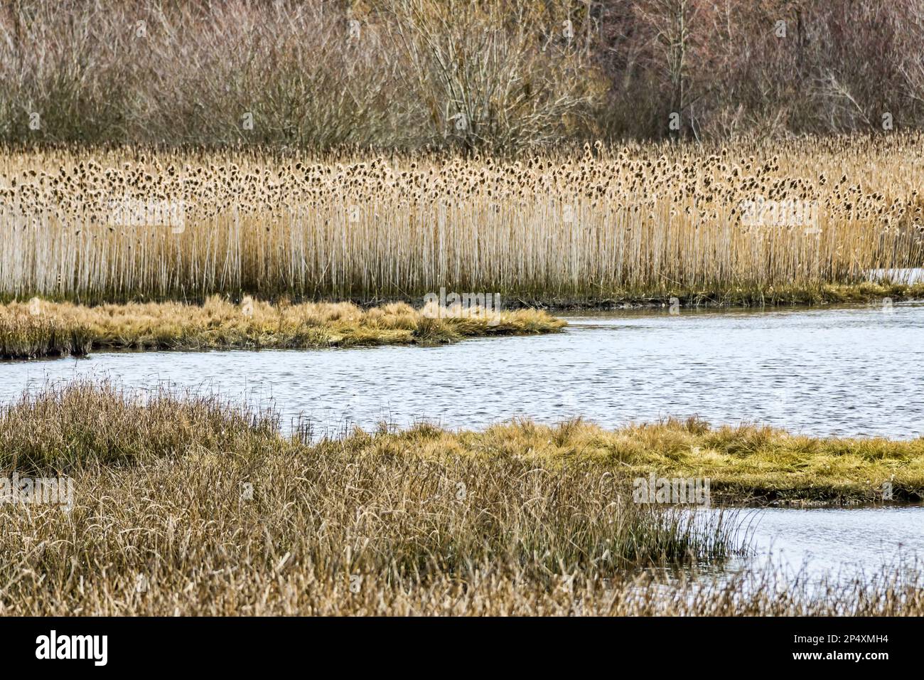 Winter at Edumond Marsh in Edmonds, Washington. Landscape scene Stock ...