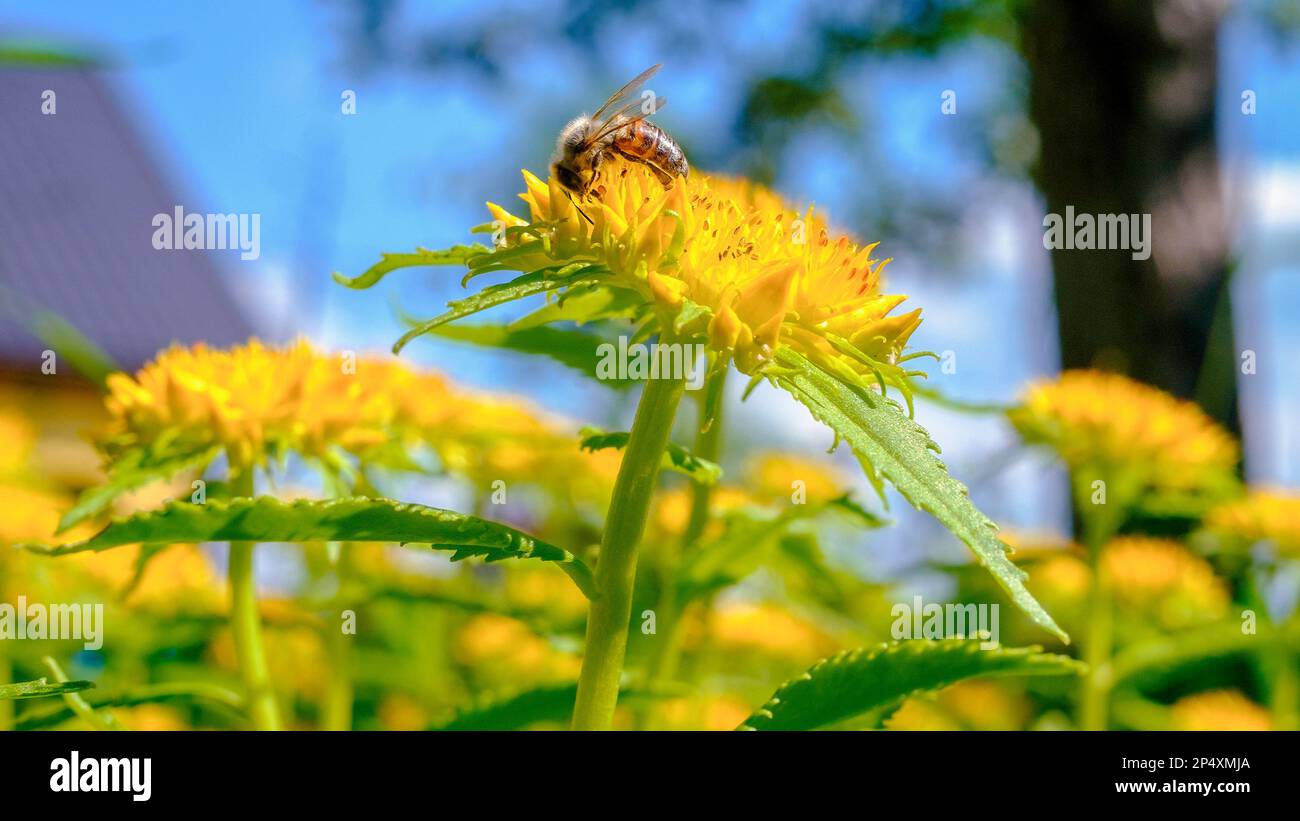 Rhodiola rosea (golden root, rose root, roseroot Stock Photo - Alamy