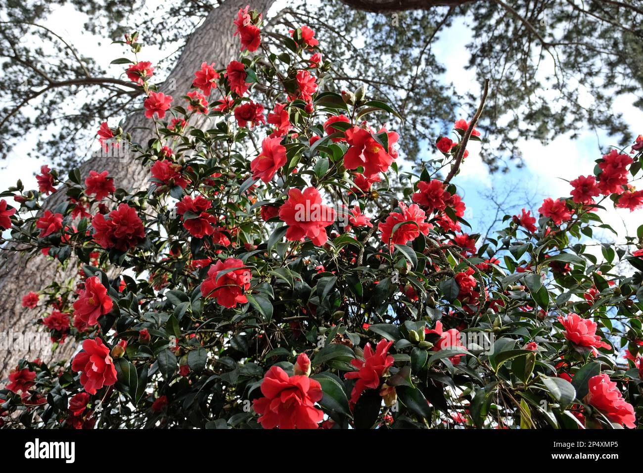 Single Camellia 'Freedom Bell' in flower Stock Photo - Alamy