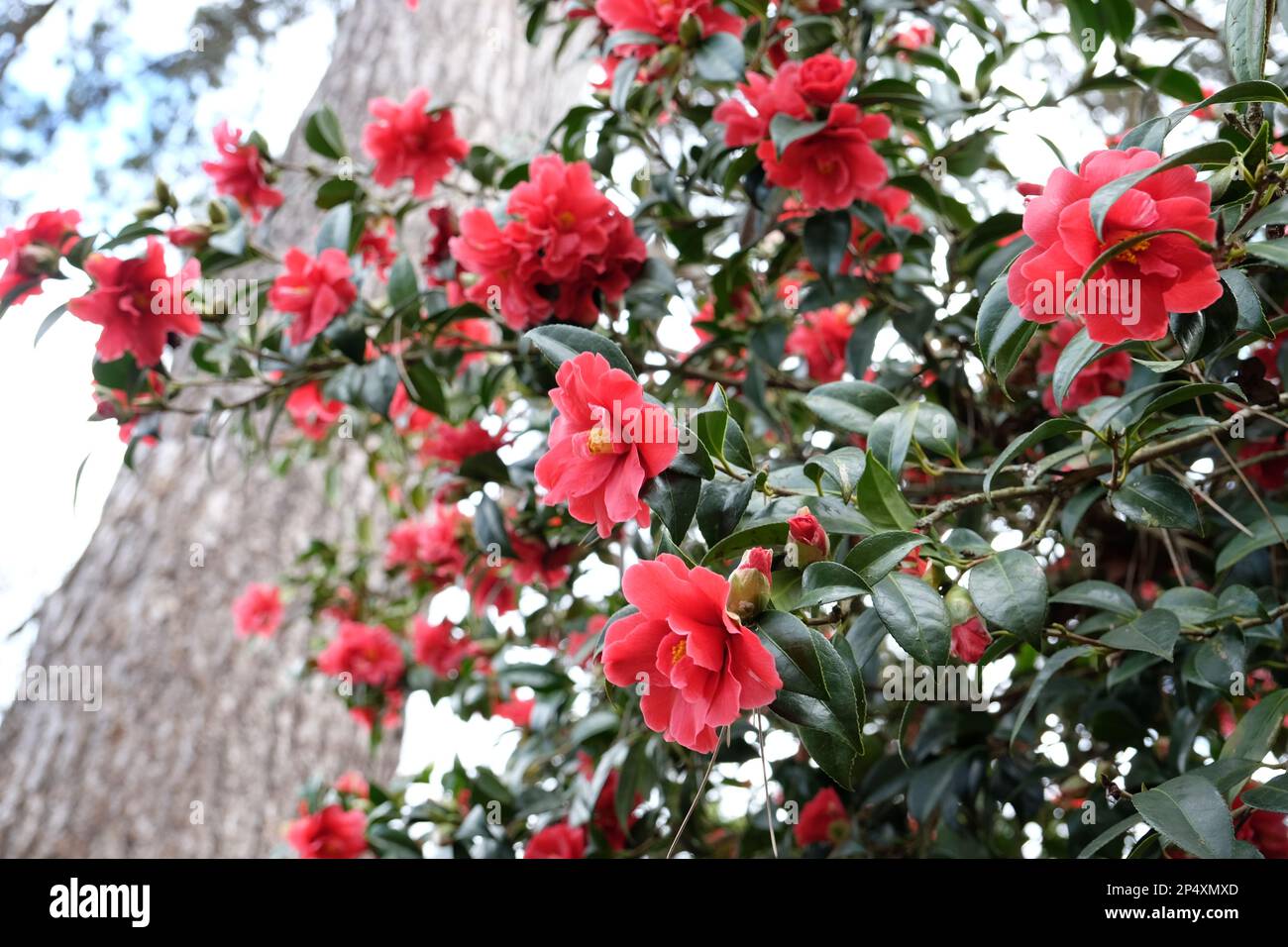 Camellia freedom bell hi-res stock photography and images - Alamy