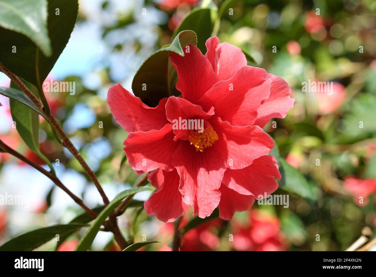 Single Camellia 'Freedom Bell' in flower Stock Photo - Alamy