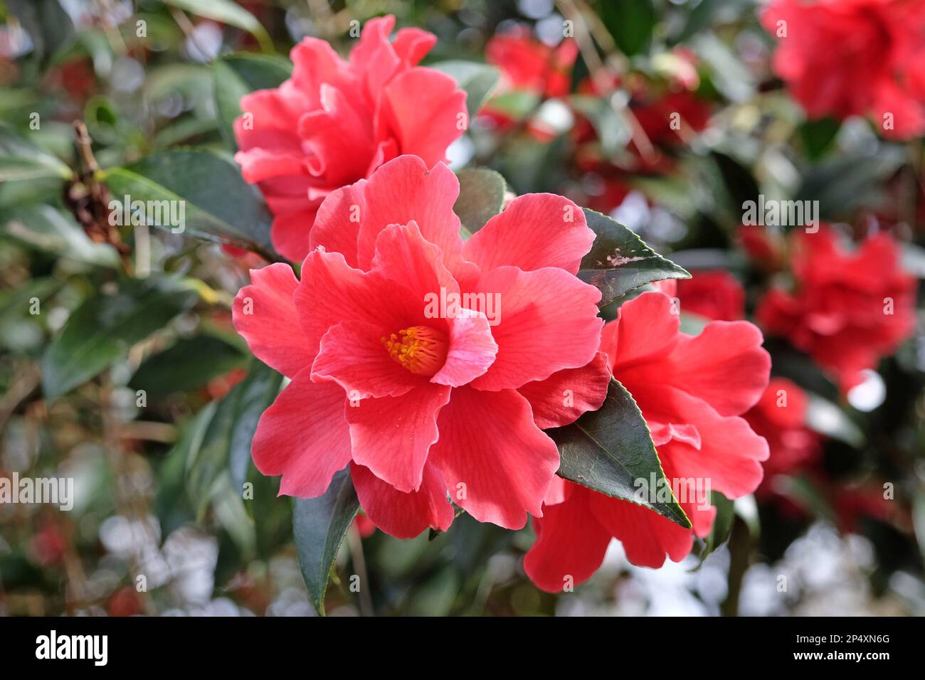 Camellia freedom bell hi-res stock photography and images - Alamy