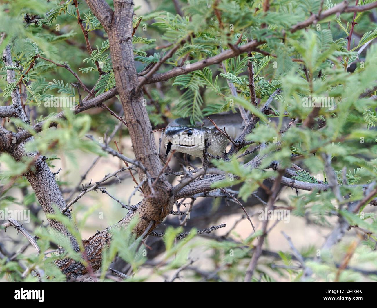 Black Mamba Snake (Dendroaspis polylepis) moving through an acacia tree ...