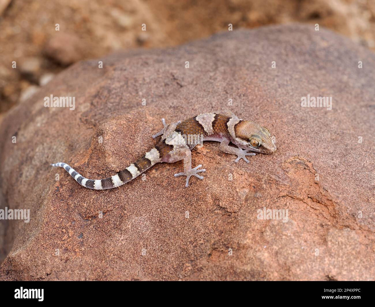 Pachydactylus fasciatus hi-res stock photography and images - Alamy
