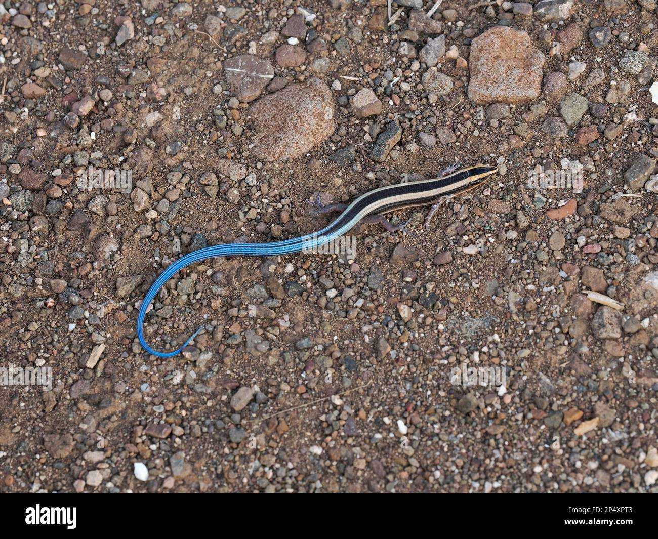 Cordylosaurus subtessellatus hi-res stock photography and images - Alamy