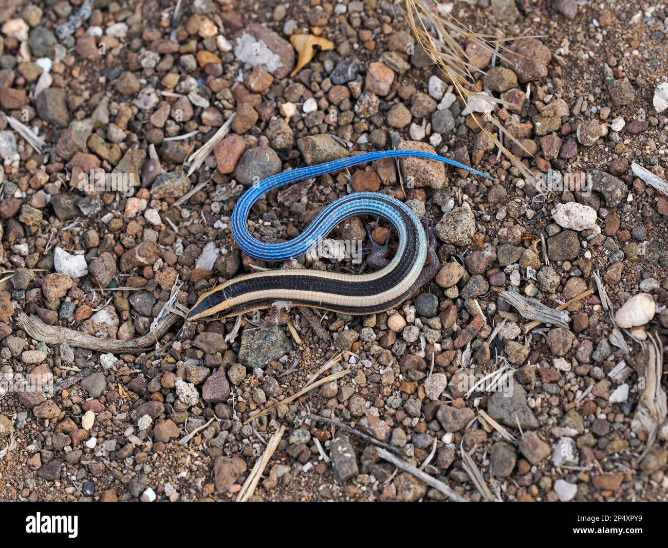Cordylosaurus subtessellatus hi-res stock photography and images - Alamy